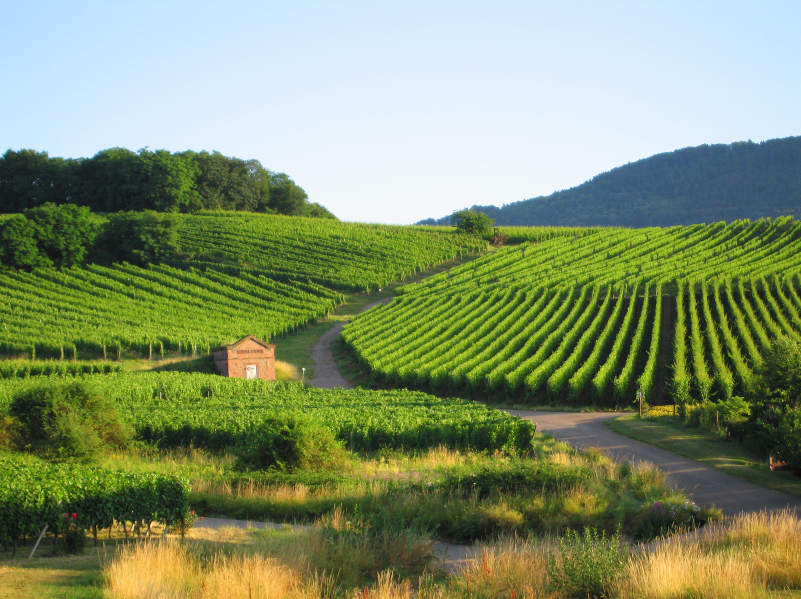 Top 10 guide to the Alsace wine route - 2LUXURY2.COM