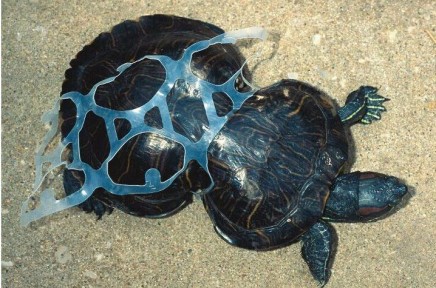 Plastic-deadliest-predator-turtle-soda-ring - 2LUXURY2.COM