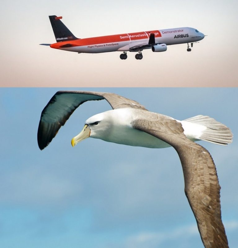 Unique seabird inspired Airbus engineers to create innovative aircraft ...