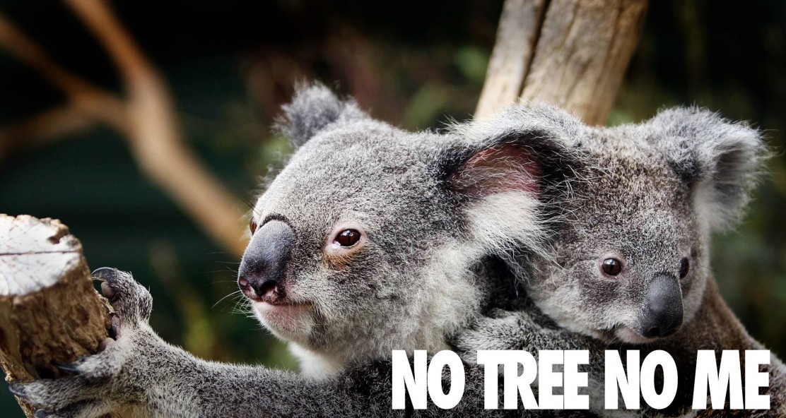 Koalas face extinction without stronger protection, say ...
