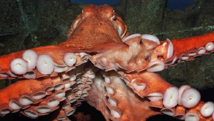 Monterey Bay Aquarium inspires conservation of the oceans through ...